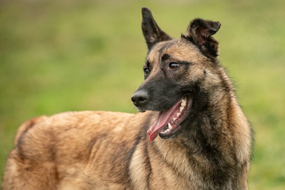 FRIDA - Malinoa mix (mix belgijske ovčarice)
