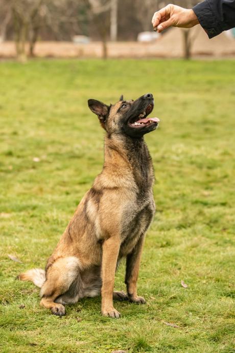 FRIDA - Malinoa mix (mix belgijske ovčarice)