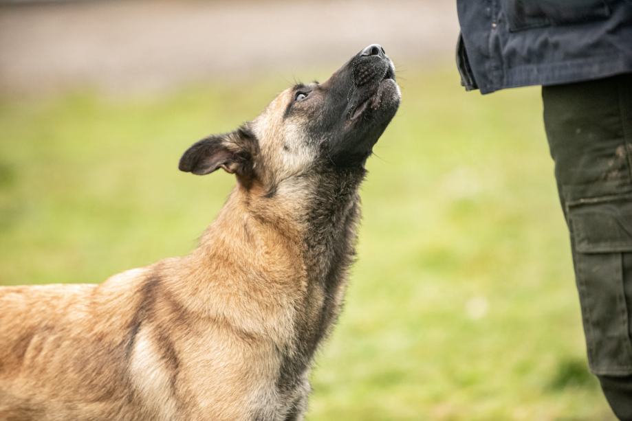 FRIDA - Malinoa mix (mix belgijske ovčarice)