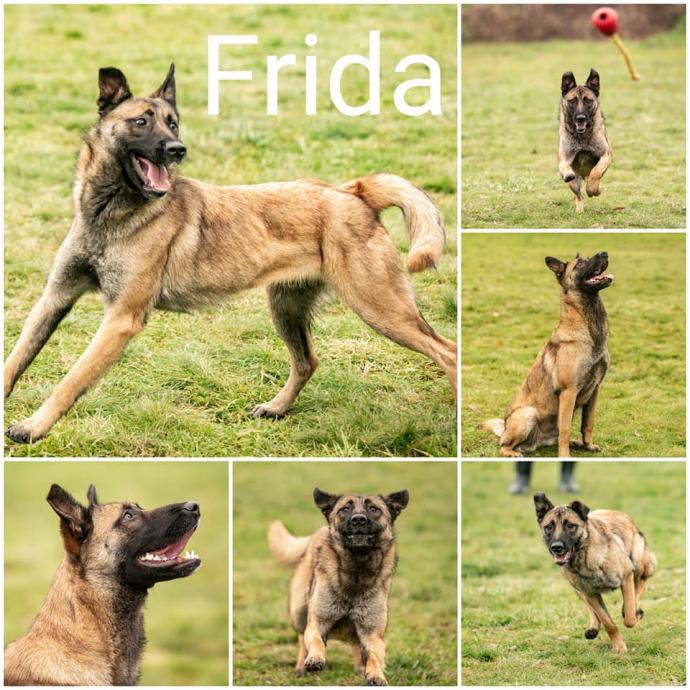 FRIDA - Malinoa mix (mix belgijske ovčarice)