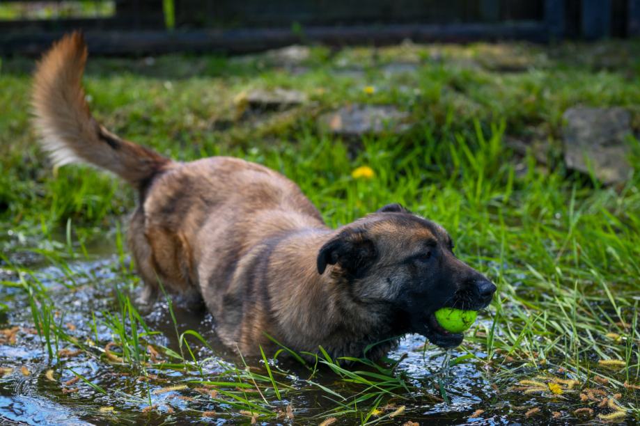 FRIDA - Malinoa mix (mix belgijske ovčarice)