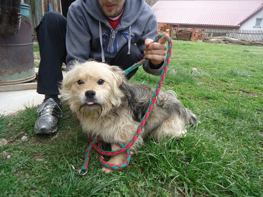 FRODO - mali čupko čupavi