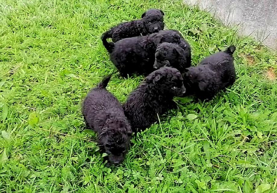 Hrvatski ovčari, štenci