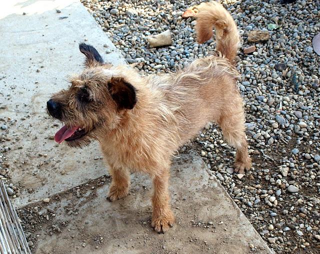 Iro, predivan čupavac traži dom