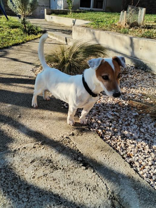Jack russell terijer