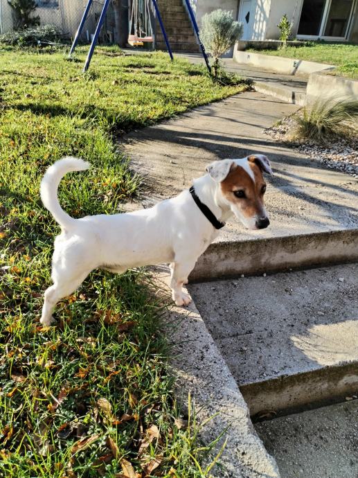 Jack russell terijer
