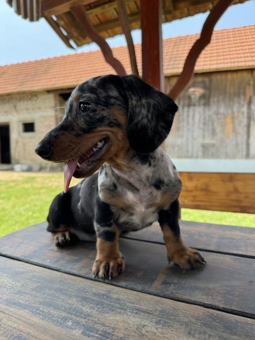 Jazavčar štenci-choco merle