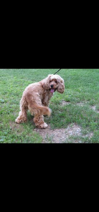 Kokerica Luna traži dom!