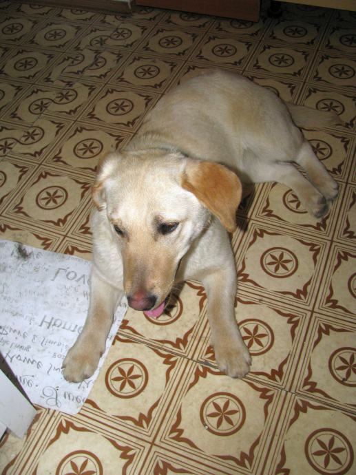 Labrador mali