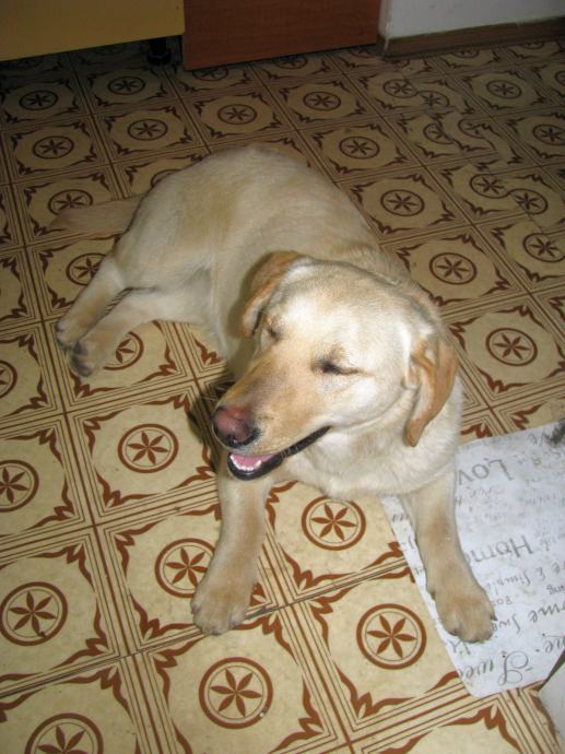 Labrador mali