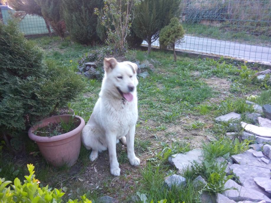 Poklanjamo 2 prelijepe ženke LABRADOR-SAMOJED starosti 8 god.