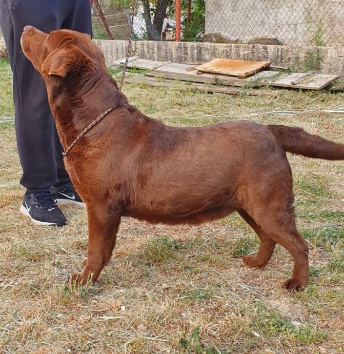 Poklanja se Labrador