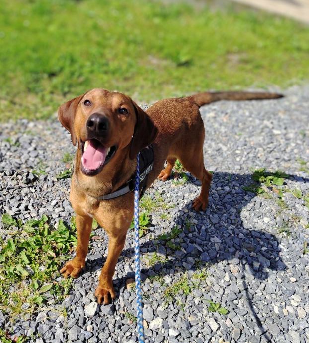 Leon, jedan i jedini, super pas Leon