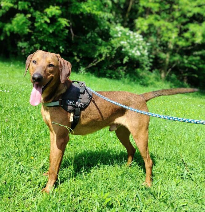 Leon, jedan i jedini, super pas Leon