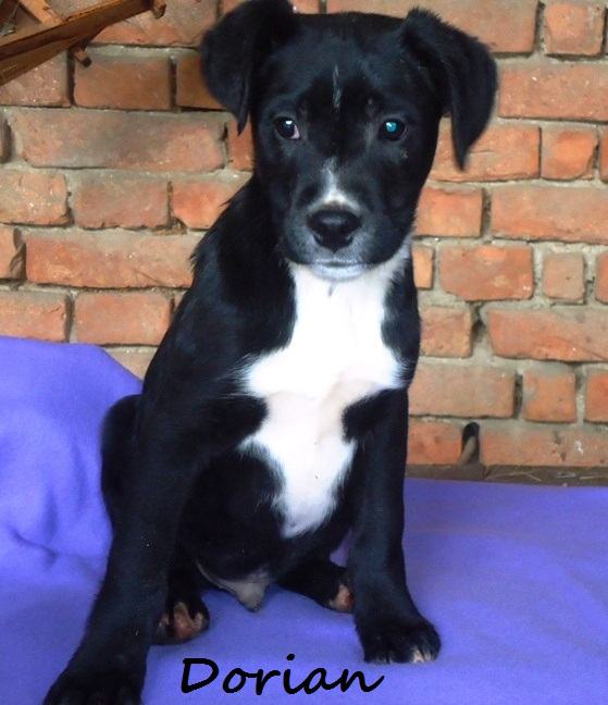 Lijepi DORIAN 3,5mj.,kratke dlake idealan za stan