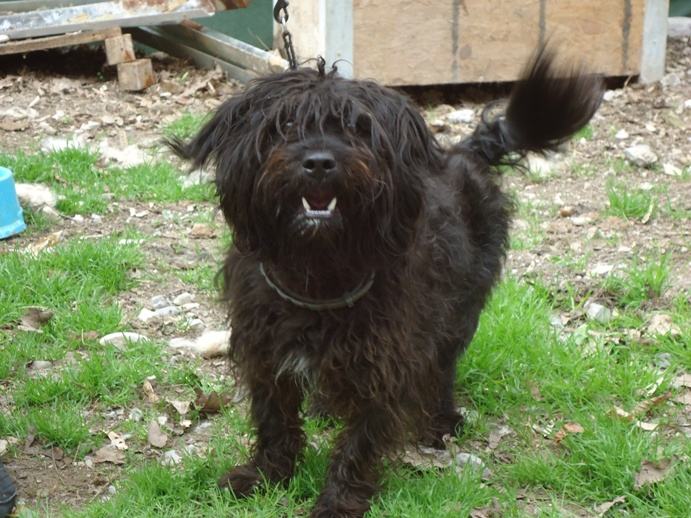 Čupavac JOHN,mix maltezer-tibetanski terijer :)