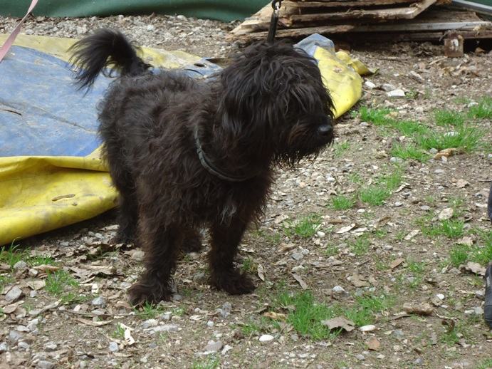 Čupavac JOHN,mix maltezer-tibetanski terijer :)