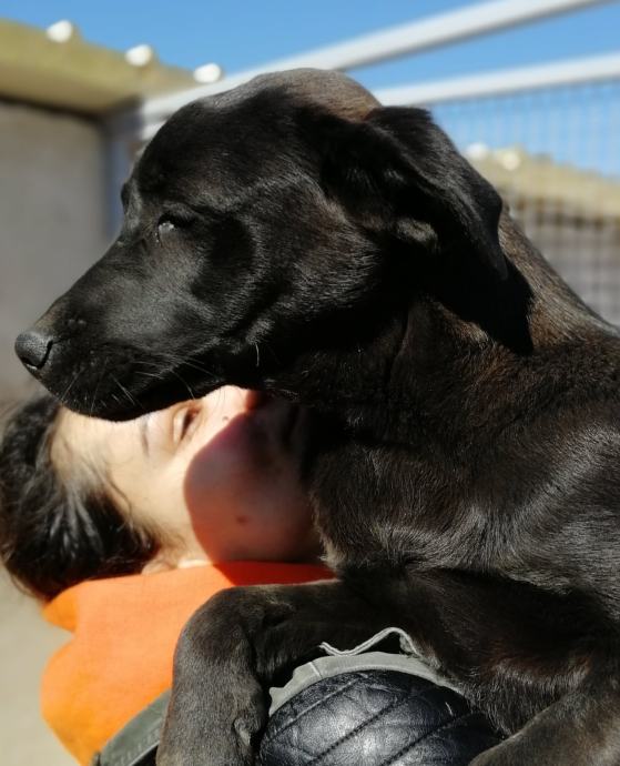 LINA mix labradora