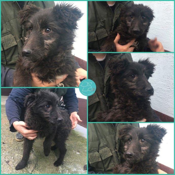 Lisa mala umiljata curka