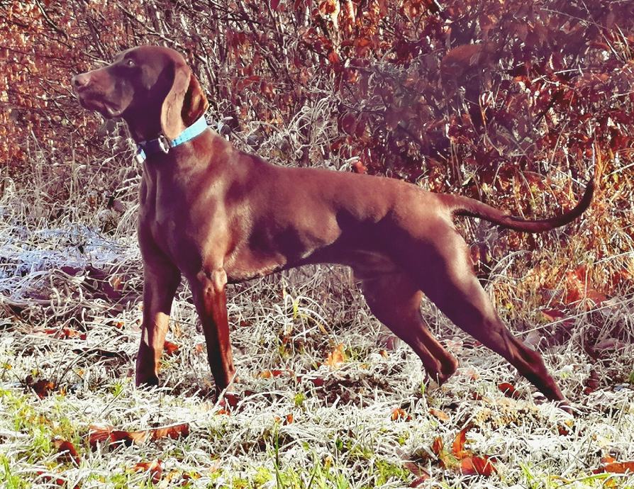 POKLANJAM LOVAČKOG PSA