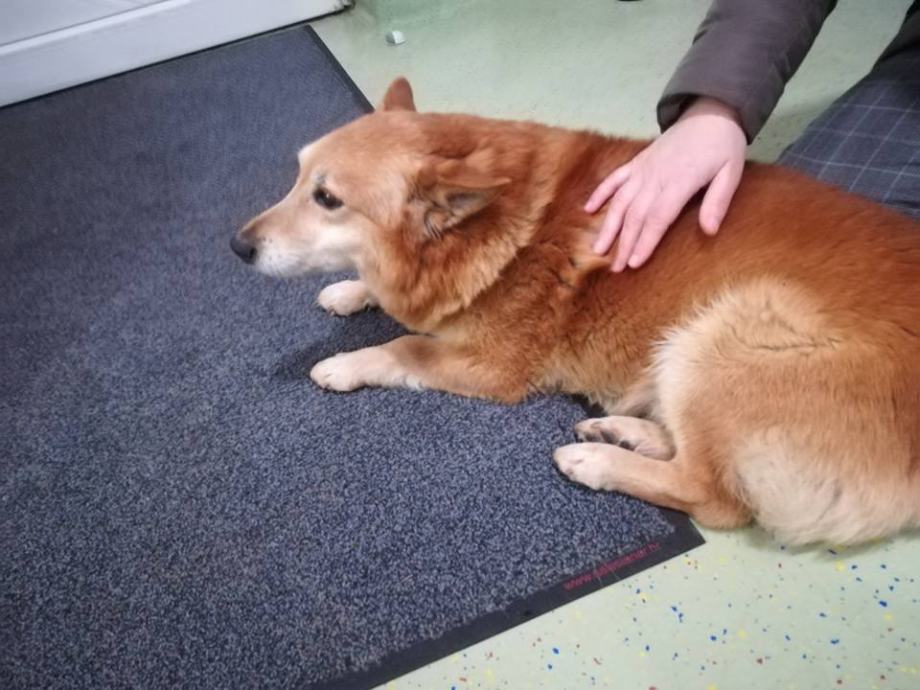 LUJO mali lisicar ceka svoje ljude