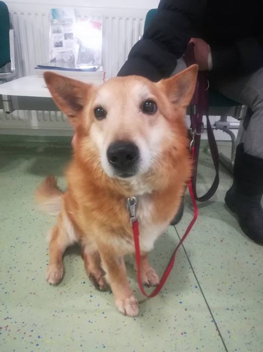 LUJO mali lisicar ceka svoje ljude