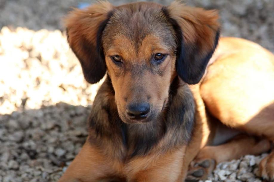 Luna, štene, traži dom