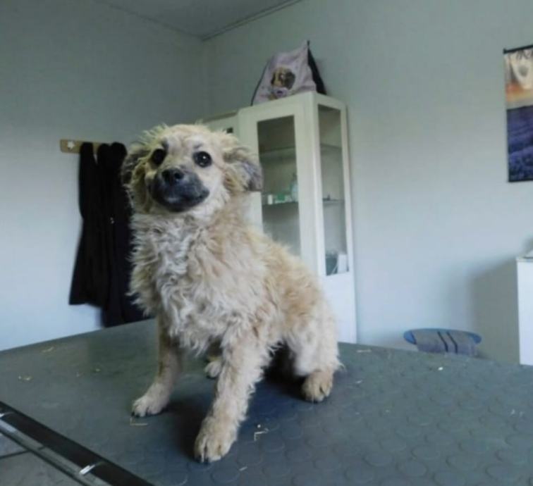 Mala Sara traži dom