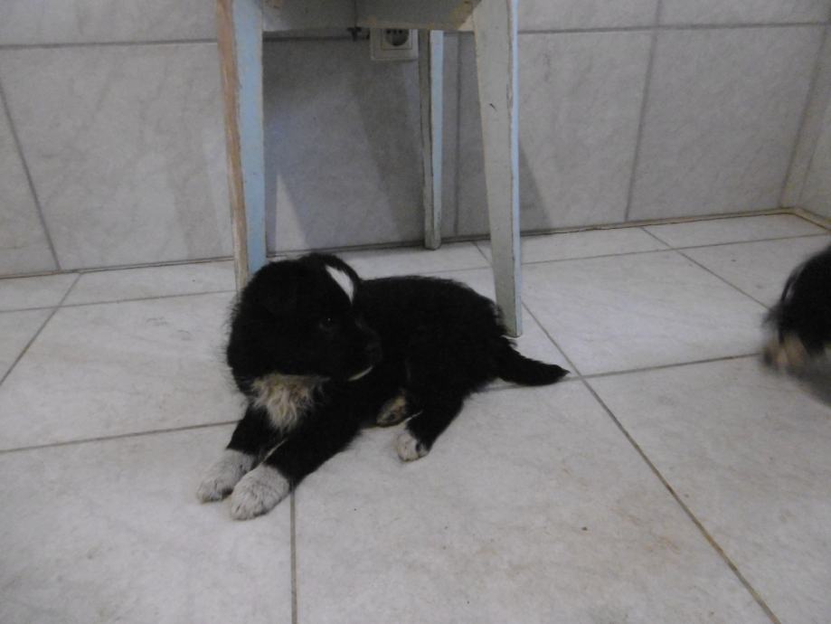 Mali čupavi štenac za stan