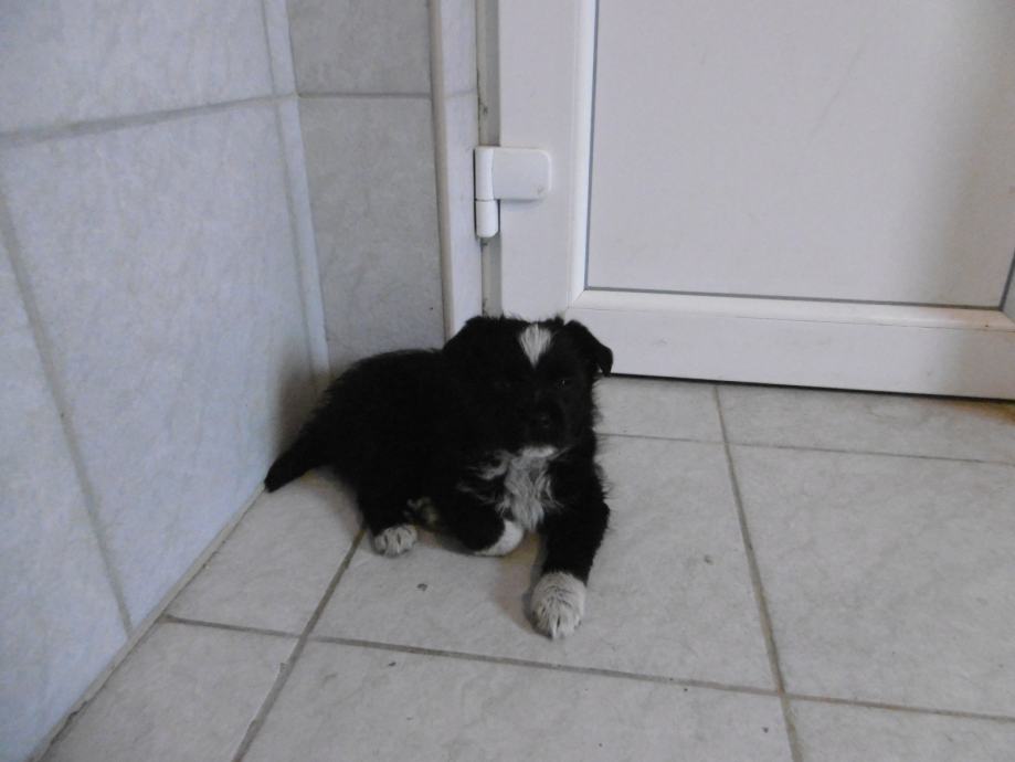 Mali čupavi štenac za stan