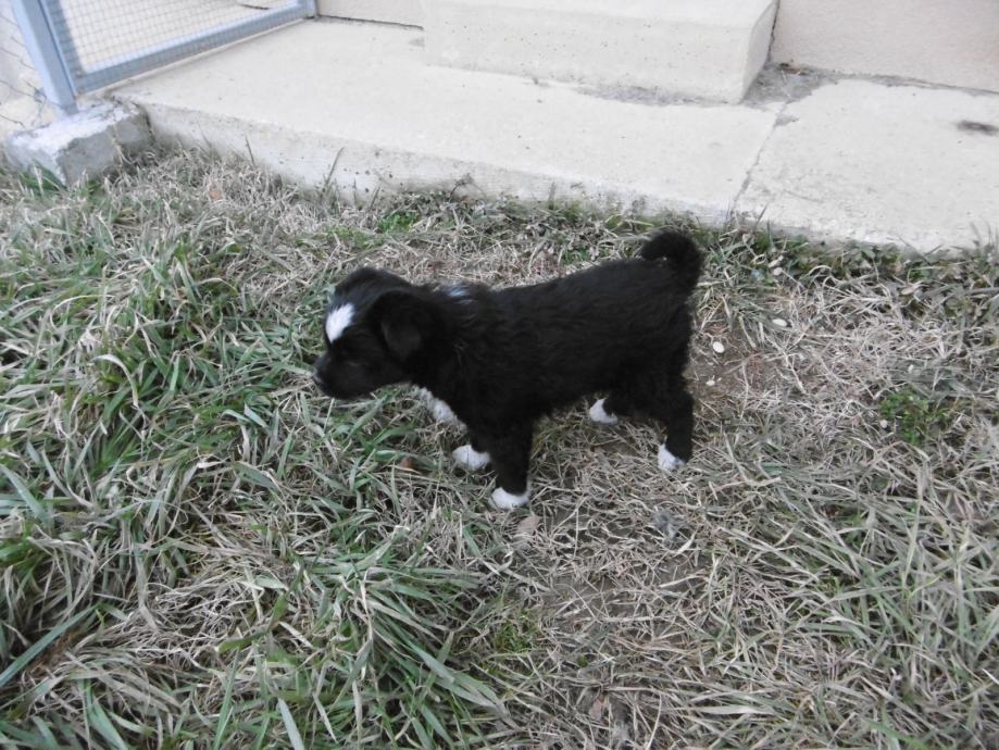 Mali čupavi štenac za stan