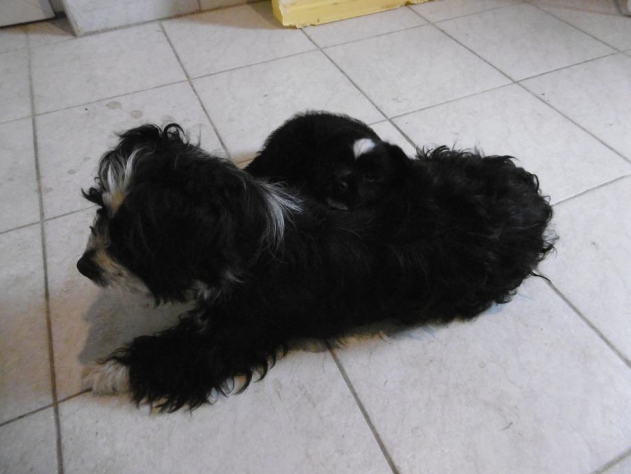 Mali čupavi štenac za stan