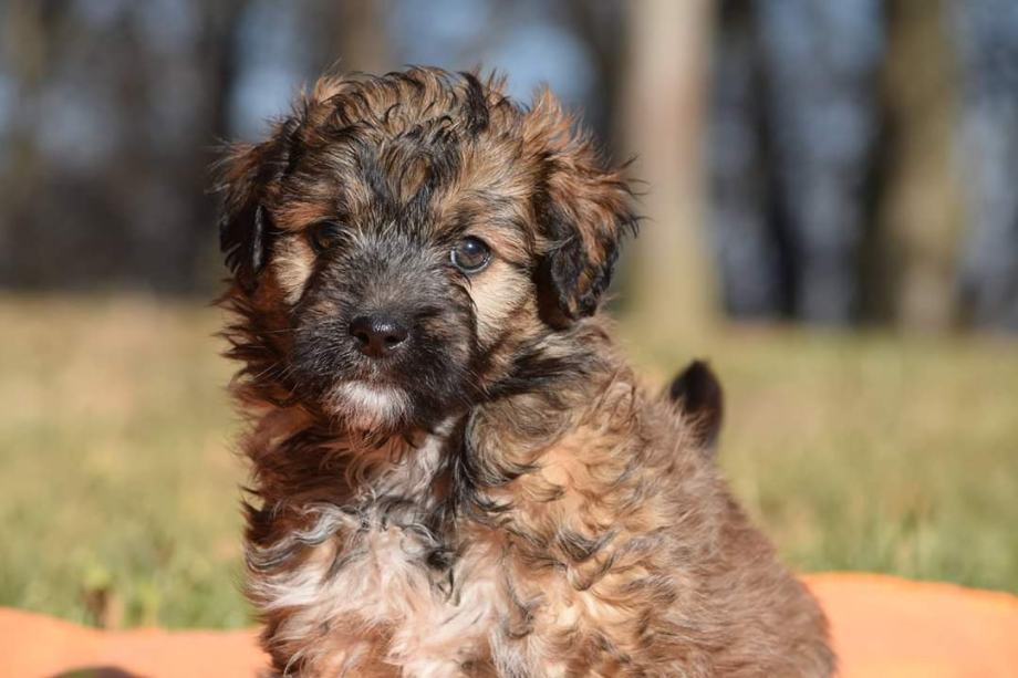 MALI ČUPAVI ŠTENAC hitno treba dobar dom, malog rasta idealan za stan