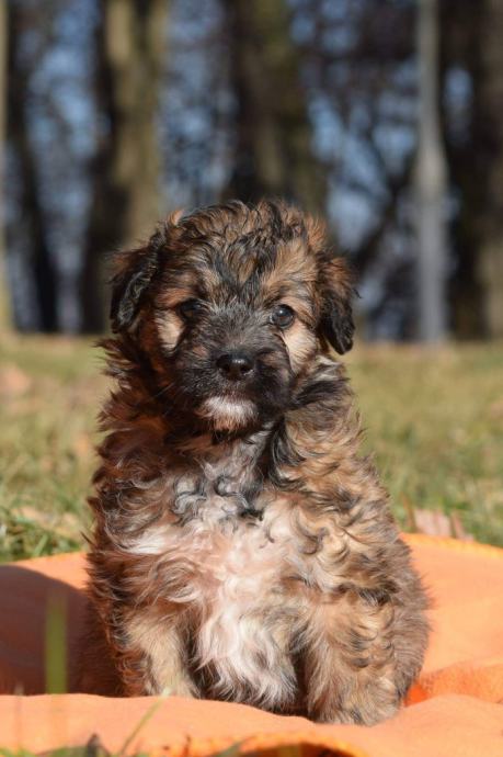 MALI ČUPAVI ŠTENAC hitno treba dobar dom, malog rasta idealan za stan