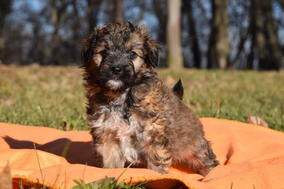 MALI ČUPAVI ŠTENAC hitno treba dobar dom, malog rasta idealan za stan