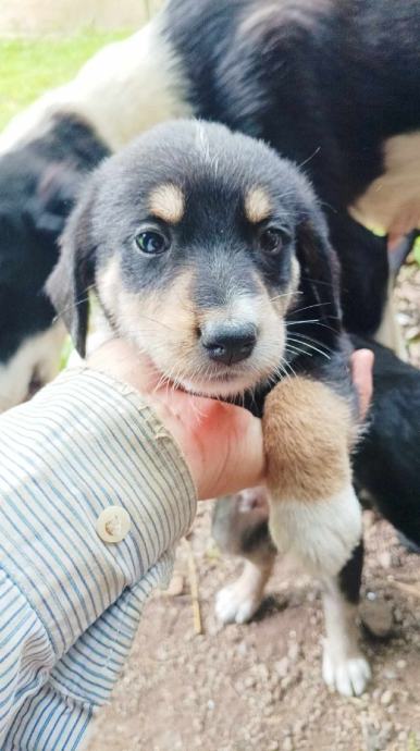 Mama i njene bebice trebaju dom i smještaj!