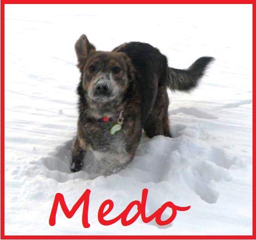 MEDO med,medeni :) mladi pas predobre naravi-naučen na stan