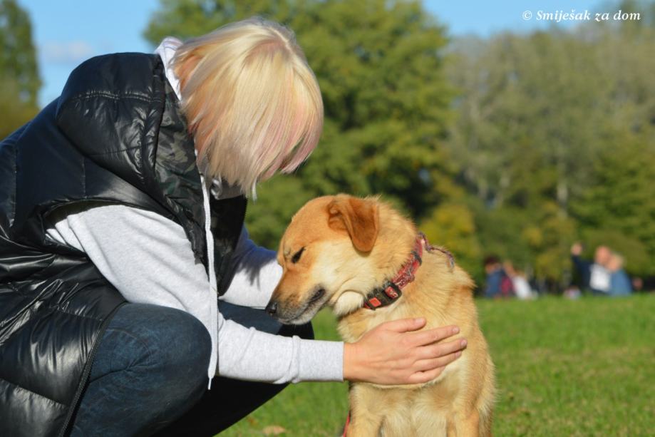 MEDO savršen gospodin pas, odgojen i dobar