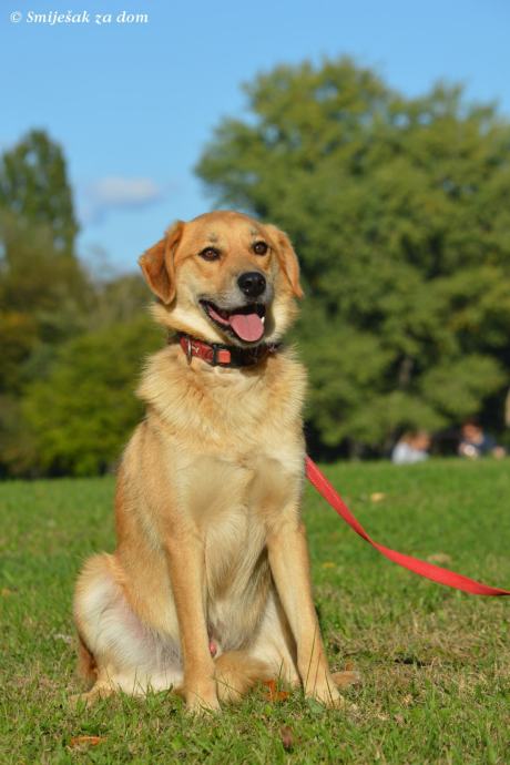 MEDO savršen gospodin pas, odgojen i dobar