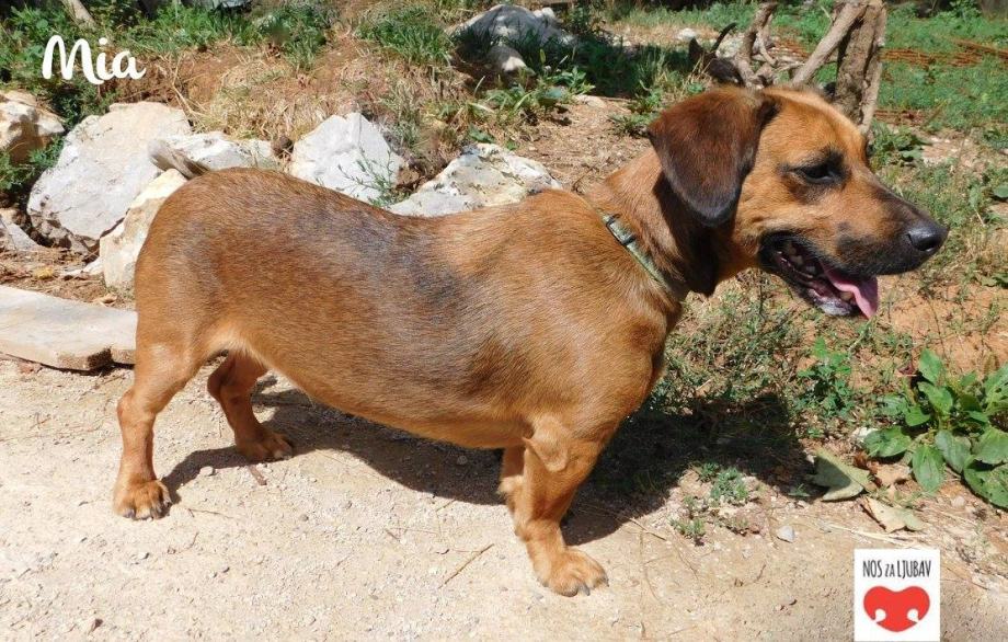 MIA simpatična i draga kratkonoga damica