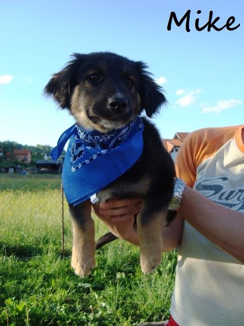 MIKE-najslađe čupavo štene,mix jazavčara :)