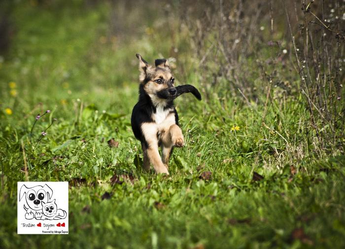 MILA-mala,mini curka želi imati dom-UDRUGA ŠAPICA