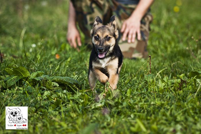 MILA-mala,mini curka želi imati dom-UDRUGA ŠAPICA