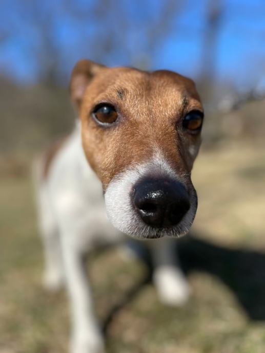 MILO jack russel terijer