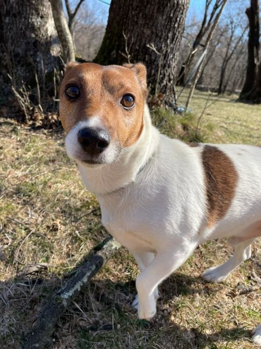 MILO jack russel terijer