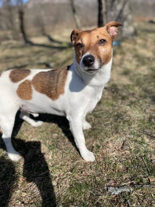 MILO jack russel terijer