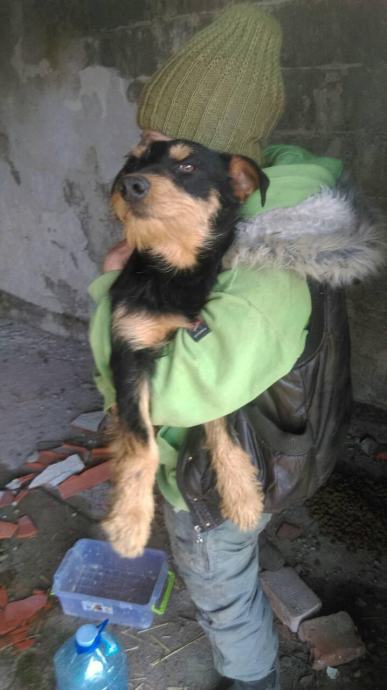 Milo traži dom bez uloge u lovu