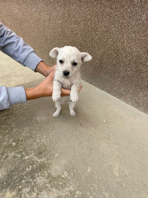 Mini yorkishire terrier