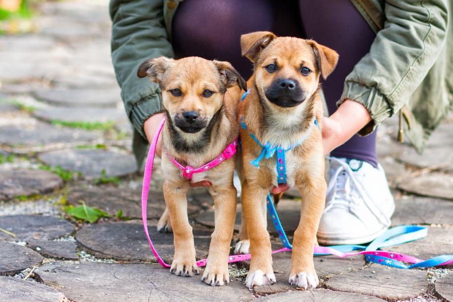 MIX PEKINEZERA - CURKA I DEČKO