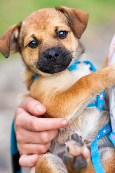 MIX PEKINEZERA - CURKA I DEČKO